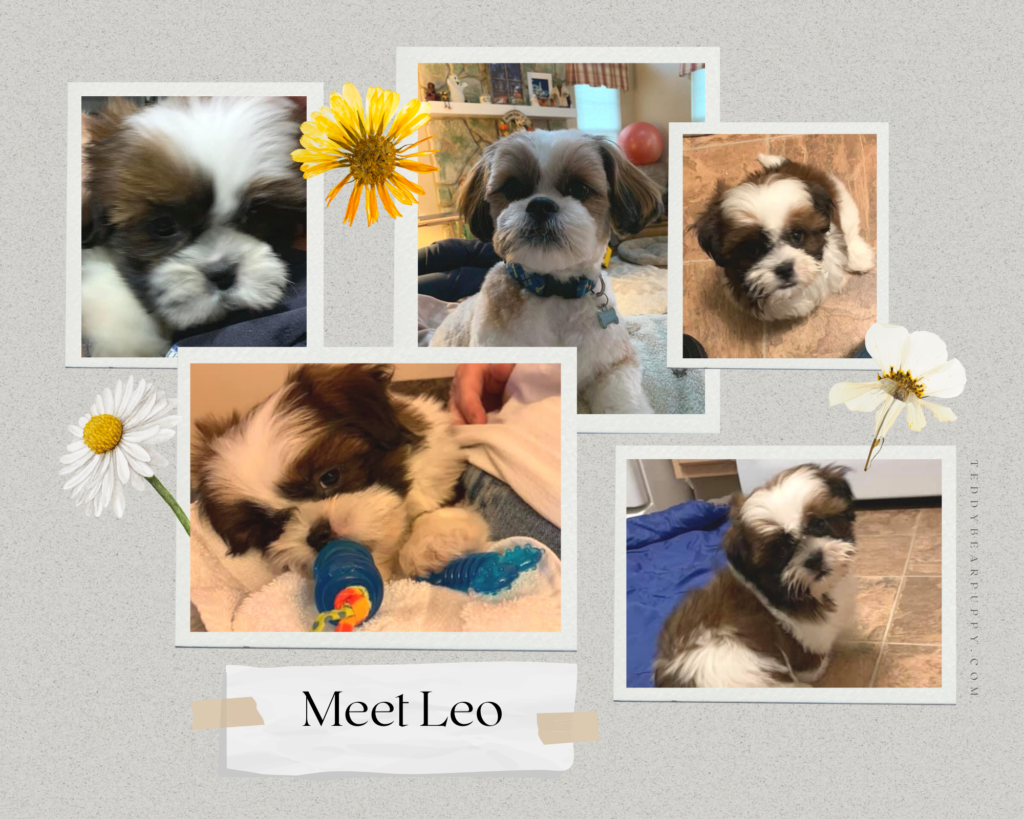 Leo From Rene’s Wonderful World - Rene's Wonderful World of Teddy Bear ...