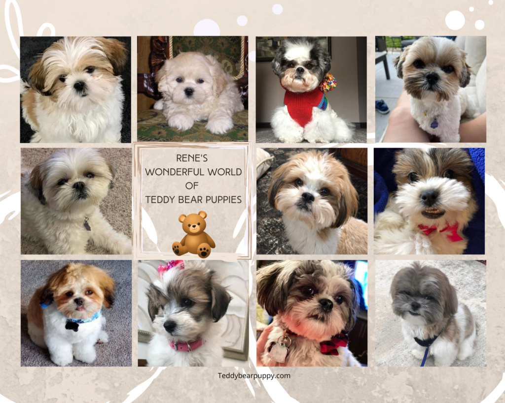 Teddy Bear Puppy FAQ, Most Common Questions Most Common Questions