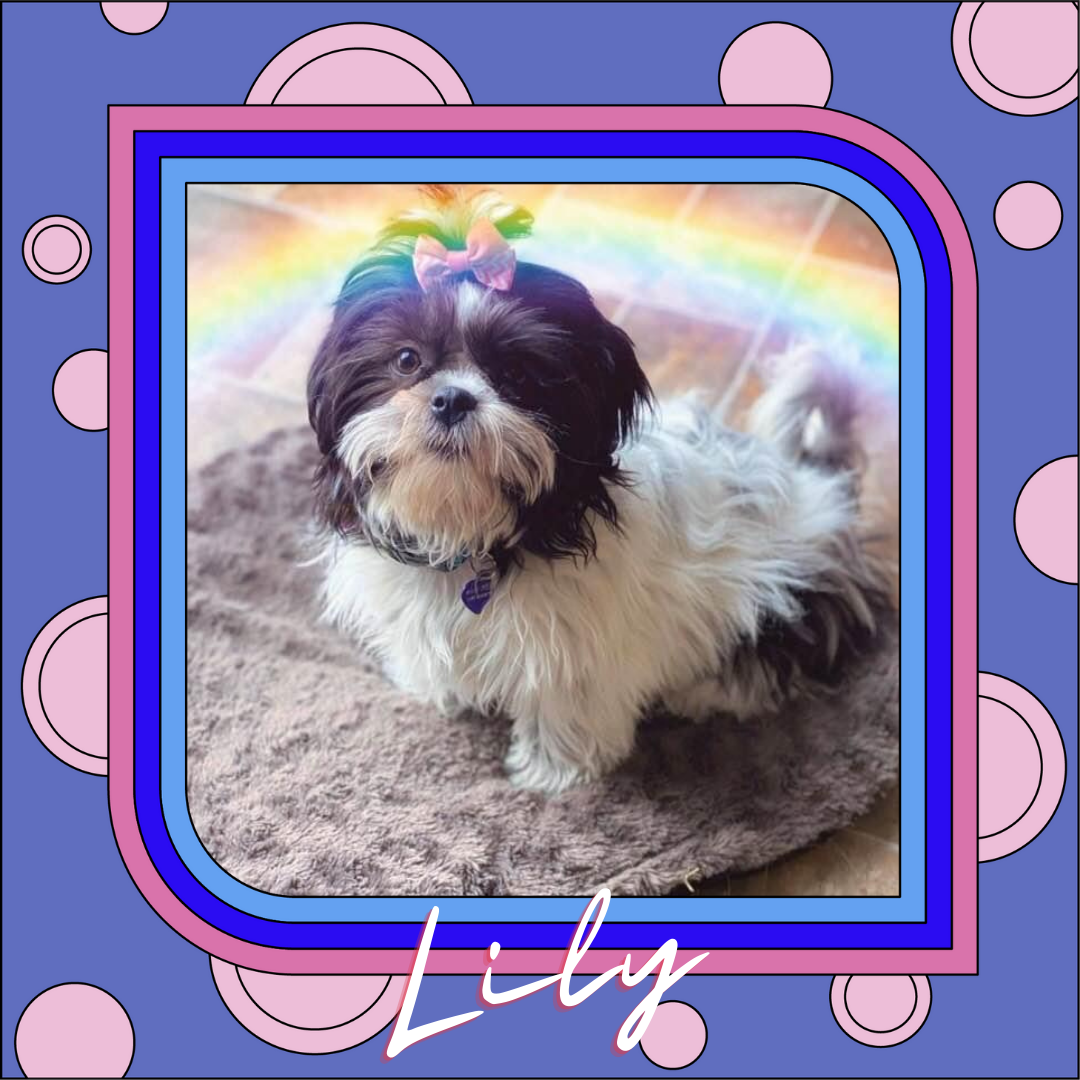 Lily From Rene’s Wonderful World - Rene's Wonderful World of Teddy Bear ...